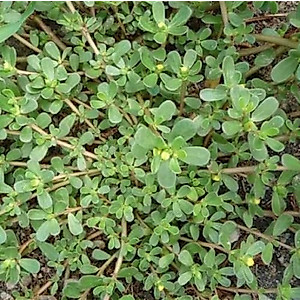 CHUXAY GARDEN 1000 Seeds Portulaca Oleracea,Common Purslane,Little Hogweed,Pursley Green Edible Vegetables Rich in Vitamins A C E Great for Salad
