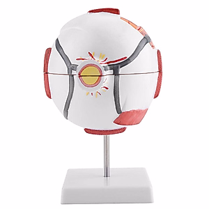 Hilitand 6X Magnification Human Eye Ball Anatomy Model, Anatomical Learning Display Tools