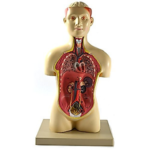 Eisco Labs Half Life Size Human Torso Model; 17''