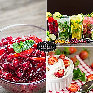 Survival Garden Seeds - 3 Packs Spearmint Seed for Planting - Mentha Spicata with Instructions to Plant Delicious Herbs and Grow Your Home Herb Garden - Non-GMO Heirloom Variety