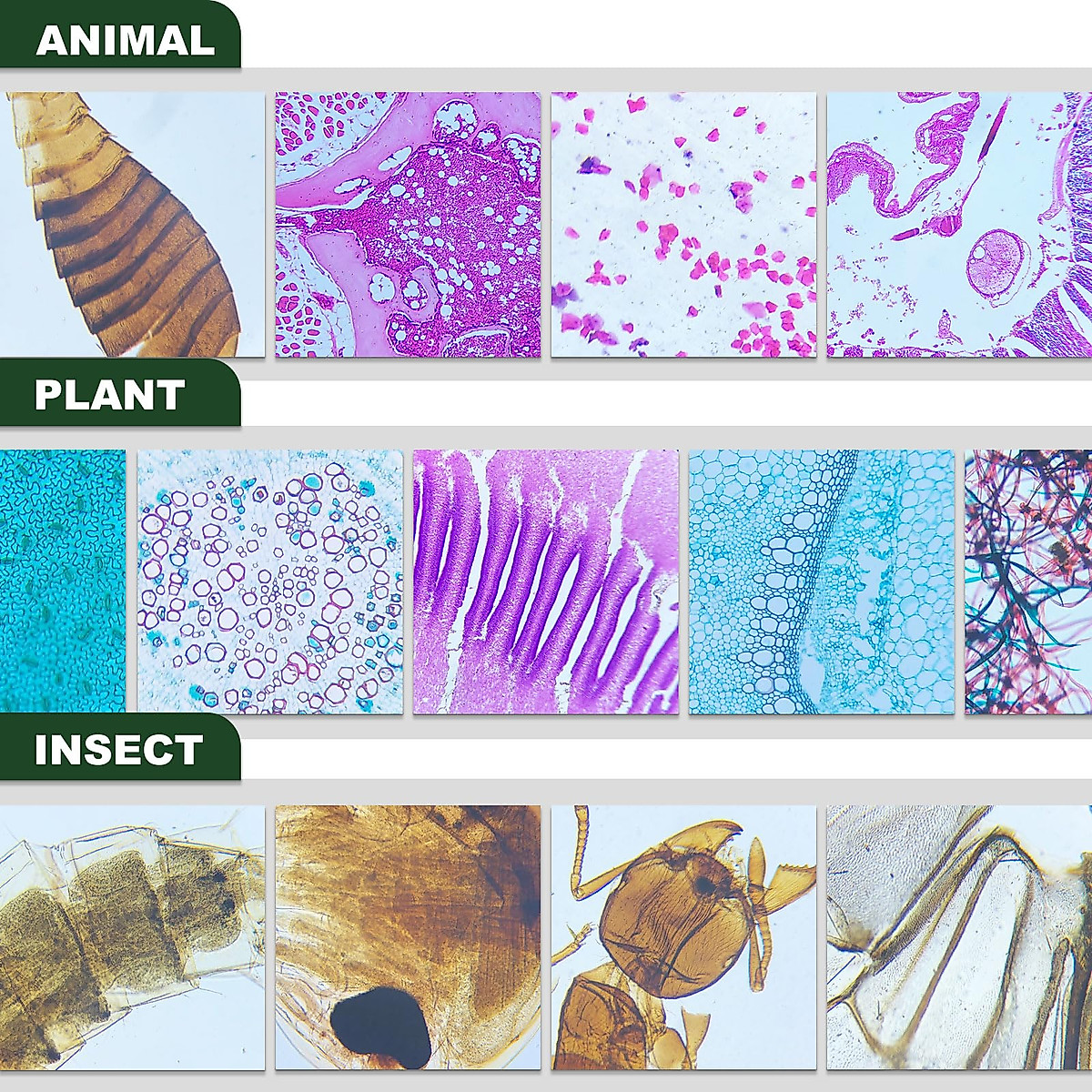 50 Microscope Slides and 100 Covers Set - 30 Prepared Microscope Slides with Specimens, 20 Blank Microscope Slides and 100 Microscope Coverslips - Microscope Slides for Kids Students Homeschool Use