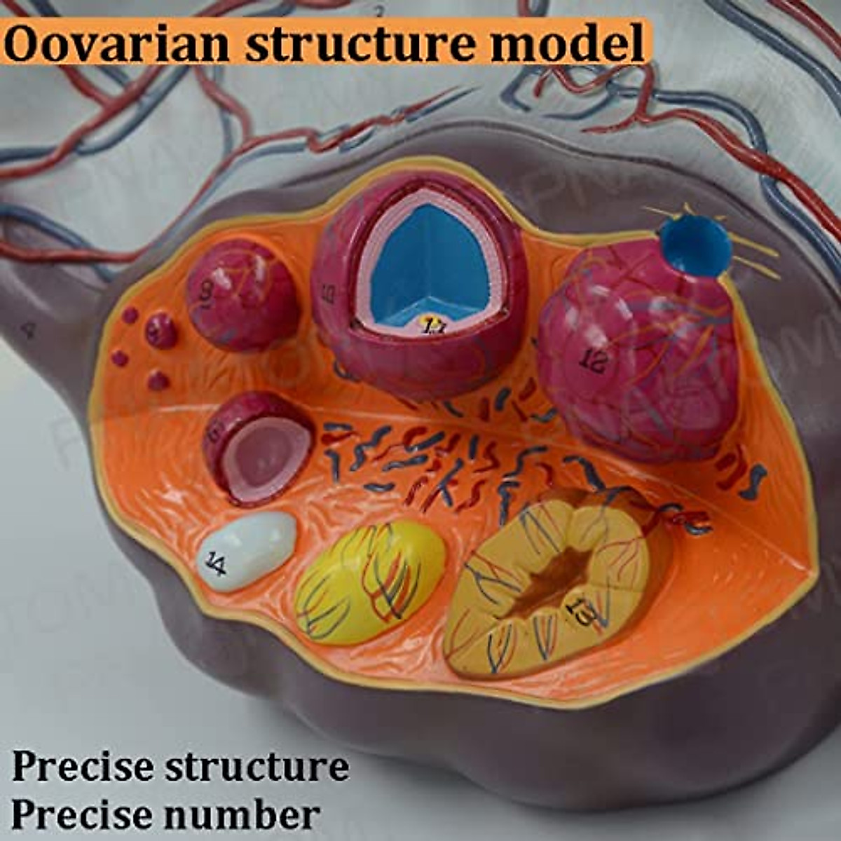 VNABO Removable Medical Model Female Reproductive System Anatomical Model Female Uterus and Ovary Structure Model Human Organ Model