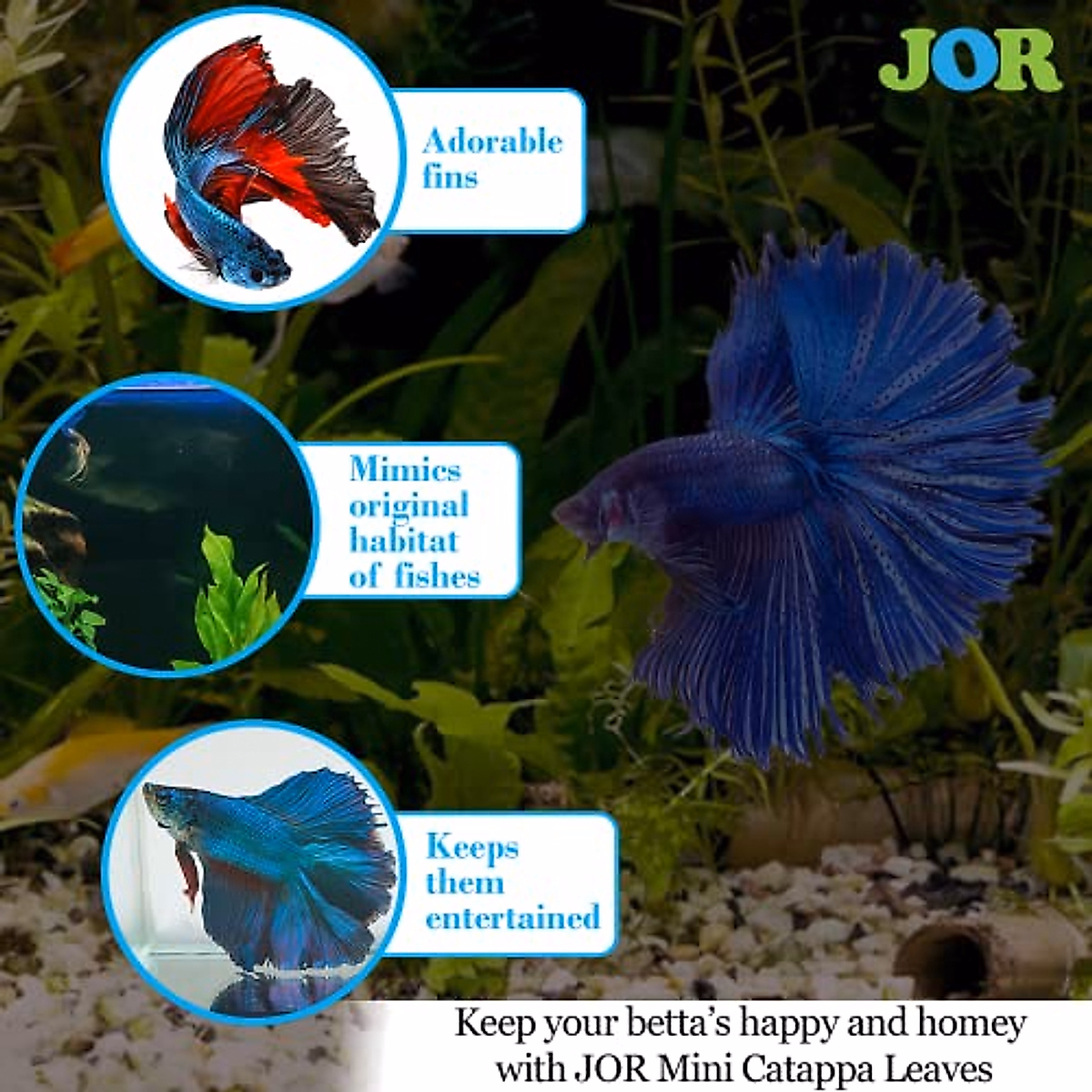 JOR Catappa Indian Almond Leaves, Fin Rot Treatment Betta Fish Water Conditioner Aquarium Leaves, Create Realistic River Habitat, Reduce Stress, Loved by Shrimp & Tropical Fish