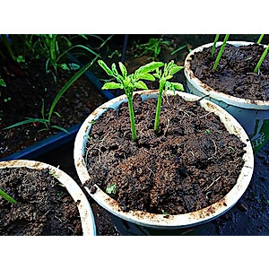 100+ Organic Moringa Seeds| Best for Planting & Gardening| High Yield Fully Matured Black Seeds|Semillas De Moringa| Antioxidant Rich Superfood - Mogo