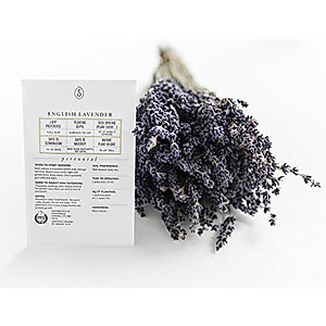 Sereniseed Certified Organic English Lavender Seeds (200 Seeds) – 100% Non GMO, Open Pollinated – Grow Guide