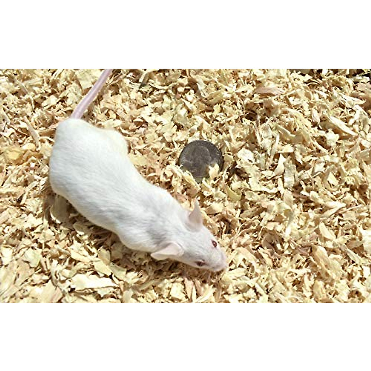 MiceDirect 40 Large Adult Mice: Pack of Frozen Large Adult Feeder Mice - Food for Corn Snakes, Ball Pythons, Lizards and Other Pet Reptiles - Freshest Snake Feed Supplies