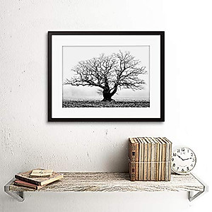 OLD OAK TREE BLACK WHITE MIST FOG PHOTO FRAMED ART PRINT PICTURE & MOUNT F12X634