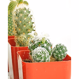 Shop Succulents | Can't Touch This! Collection of Live Cacti, Hand Selected Variety Pack | Collection of 4 in 2" pots