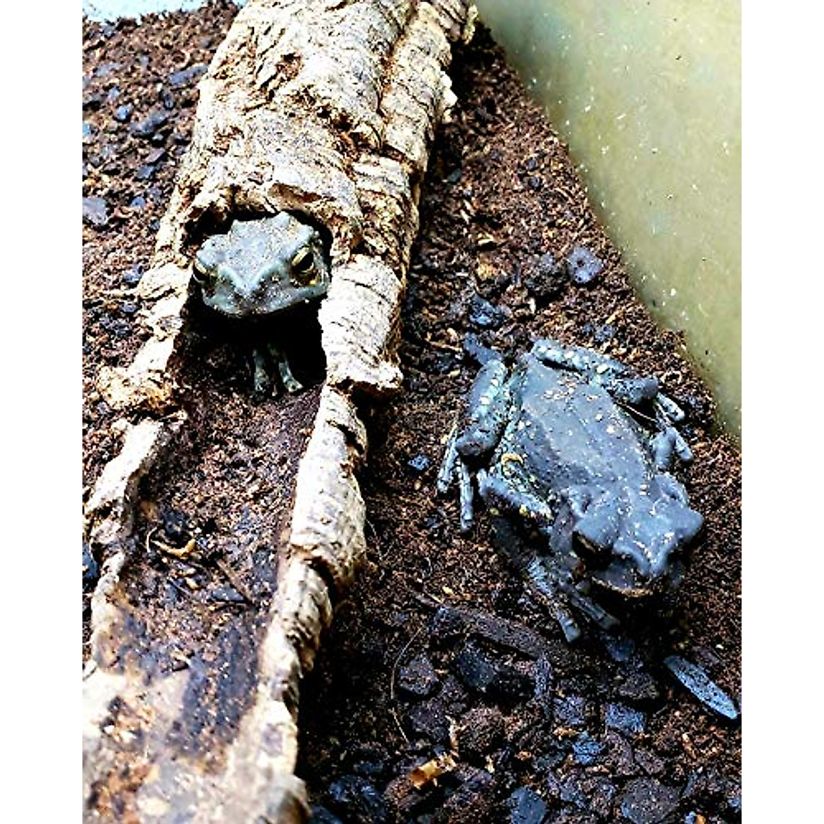 Josh's Frogs BioBedding Tropical Bioactive Substrate (10 quarts)