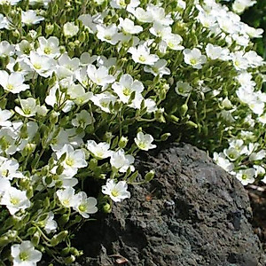 Outsidepride Perennial Arenaria Montana Alpine, Rock Garden, Or Ground Cover Plant - 2000 Seeds