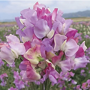 NOTSWOH—Sweet Peas Flower Seed Vine Mix - 300 Seeds—Garden&Outdoor