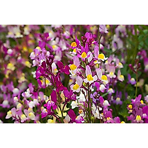 Fairy Bouquet "Spurred" Snapdragon Flowers for Planting, 2000+ Seeds Per Packet, (Isla's Garden Seeds), Non GMO & Heirloom Seeds, Great Flower Garden Gift