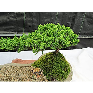 Juniper Bonsai Tree On Rock Slab