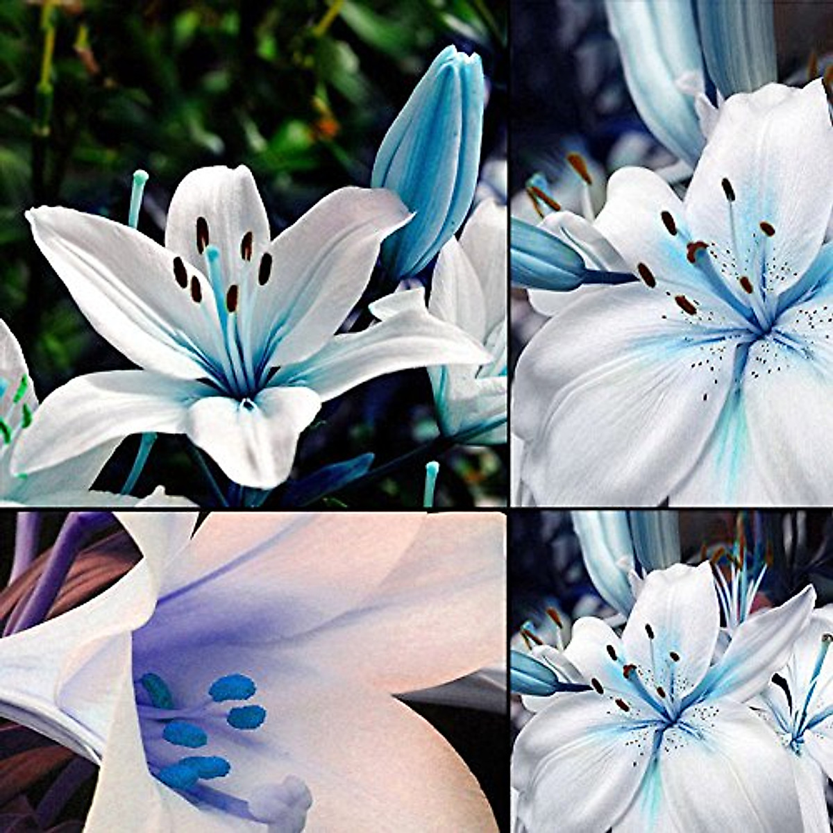 Blue Rare Lily Seeds for Yard Gardening Plant,50Pcs Blue Rare Lily Seeds Planting Lilium Flower Home Bonsai Garden Decor by Mosichi