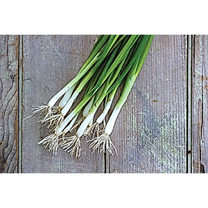 Burpee Evergreen Long White Bunching (Organic) Onion Seeds 1500 seeds