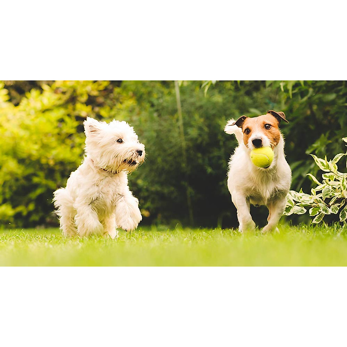 Vitamins for Dogs Eyes - Dogs Total Health Formula - Advanced Support - Hair Coat Teeth Gums Eye Urinary Care - Vitamin e for Dogs Skin - 60 Tablets (1 Bottle)