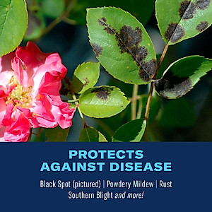 BIOADVANCED 043929293566 Bayer Advanced 701110A All in One Rose and Flower Care Granules, 4-Pou, 4-Pound, Assorted