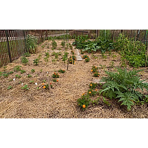 Premium Garden Straw (4 LBS) - Straw Mulch That is Designed for Use in Compost Beds, Gardens, Pet Bedding, Lawns and Much More. by Home and Country USA