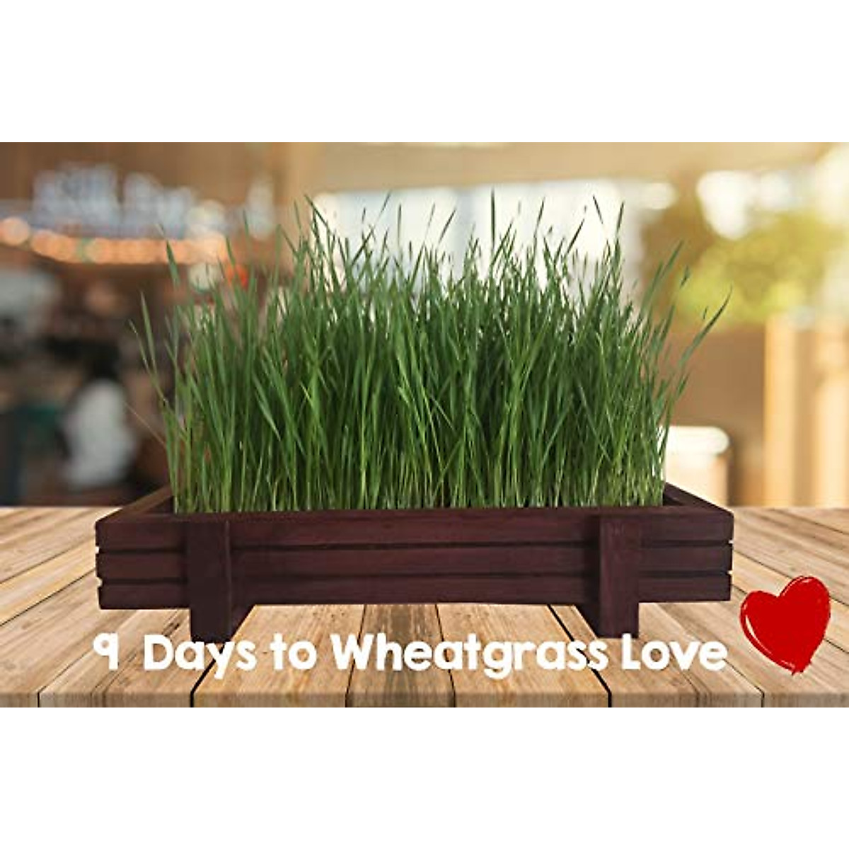 MICROGREEN PROS Cat Grass for Indoor Cats Kit with Rustic Wood Planter, Certified Organic Seeds, Soil, Water Spray Bottle and Easy to Follow Instructions. 100% Guaranteed to Grow.