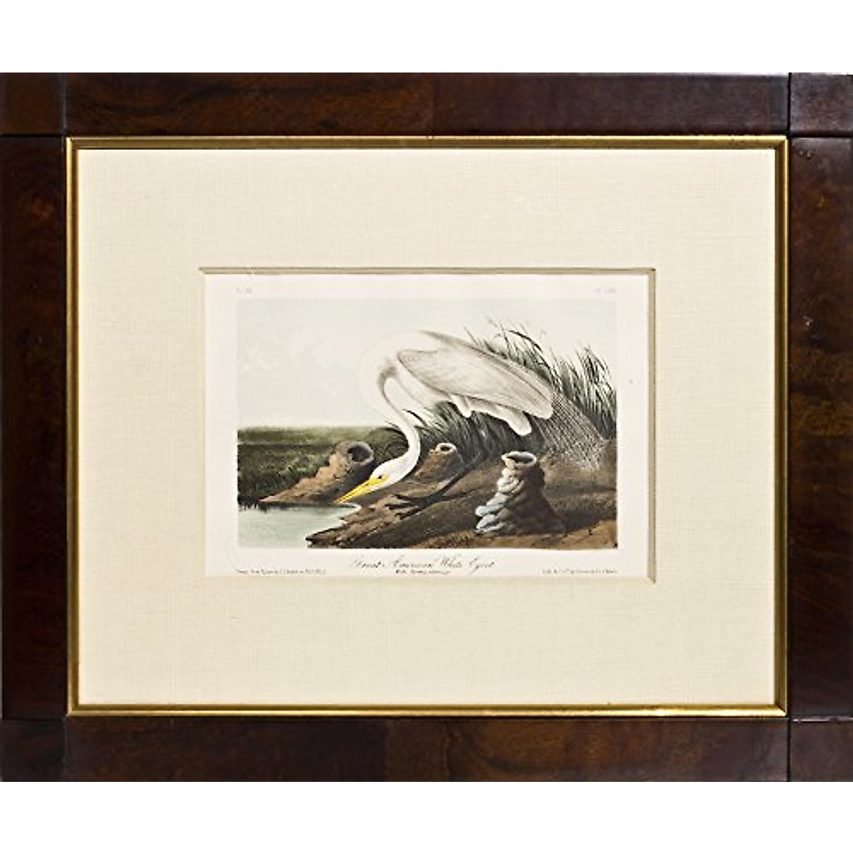 Great American White Egret