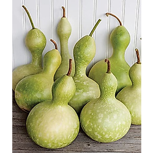Burpee Ornamental Large Bottle Gourd Heirloom Gourd Seeds 50 seeds