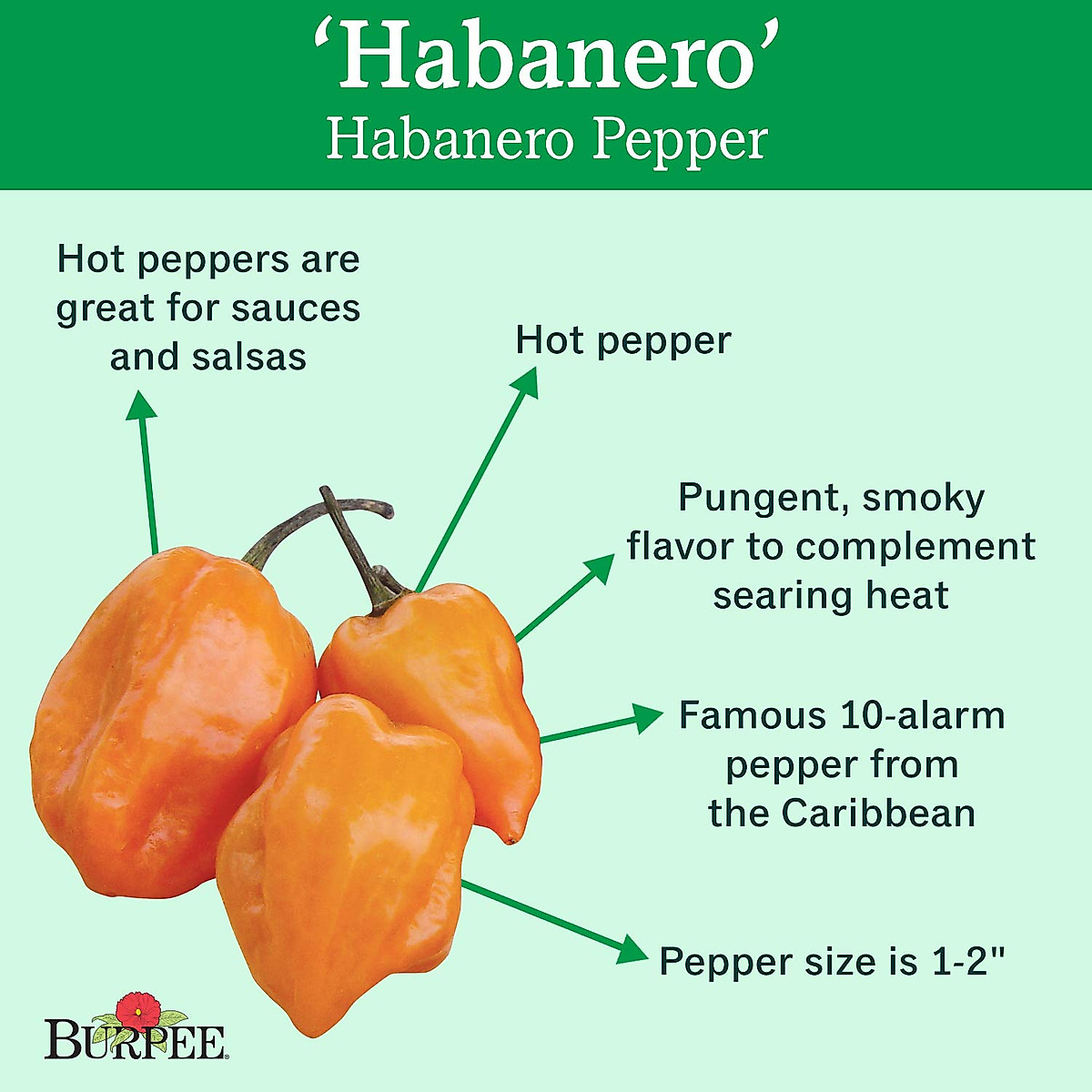 Burpee Habanero Hot Pepper Seeds 75 seeds