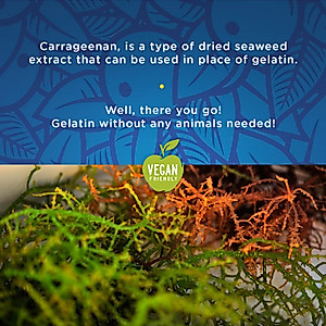 Funtasty Fruit Squeezable Jellies - 40 Count Jar - Tik Tok Candy - Assorted Flavors