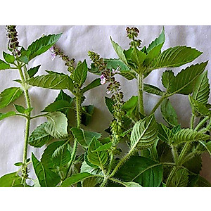 Gaea's Blessing Seeds - Holy Basil Seeds - Heirloom Seeds with Easy to Follow Planting Instructions - Sacred Tulsi Open-Pollinated High Yield Non-GMO 90% Germination Rate