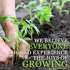 Henderson Lima Bean Seeds - 1 Lb ~1,280 Seeds - Non-GMO, Heirloom - Vegetable Garden Seeds - Also Called: Butter, Chad, Pallar Beans