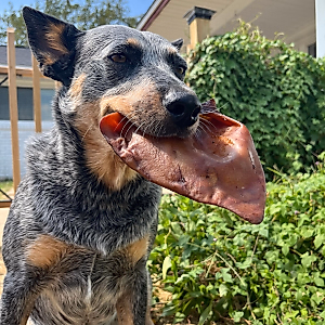 JACK'S PREMIUM Natural Pig Ears for Dogs - Large Ears - Made in The USA Wood Smoked, Preservative Free Dog Chew - Ideal for Small, Medium, and Large Dogs (18, Whole Pig Ear)