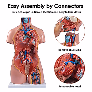 breesky Human Body Model Anatomy Torso Life Size Unisex Doll Medical Torso 23 Removable Parts 33.4 inch Education Organs Model for Medical Students Science Learning Study