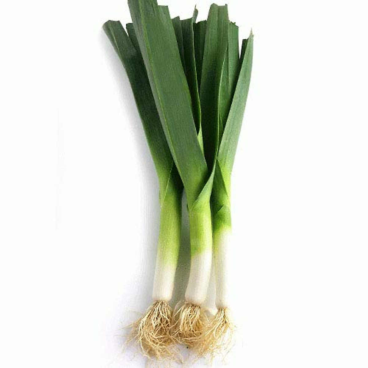 Large American Flag Leek Seeds for Planting, 500+ Heirloom Seeds Per Packet, (Isla's Garden Seeds), Non GMO Seeds, Botanical Name: Allium ampeloprasum, Great Home Garden Gift