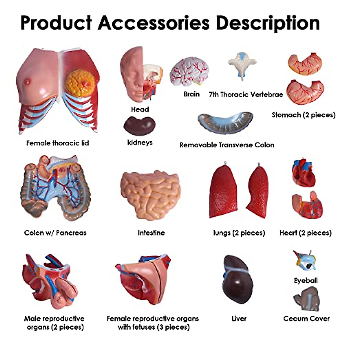 breesky Human Body Model Anatomy Torso Life Size Unisex Doll Medical Torso 23 Removable Parts 33.4 inch Education Organs Model for Medical Students Science Learning Study
