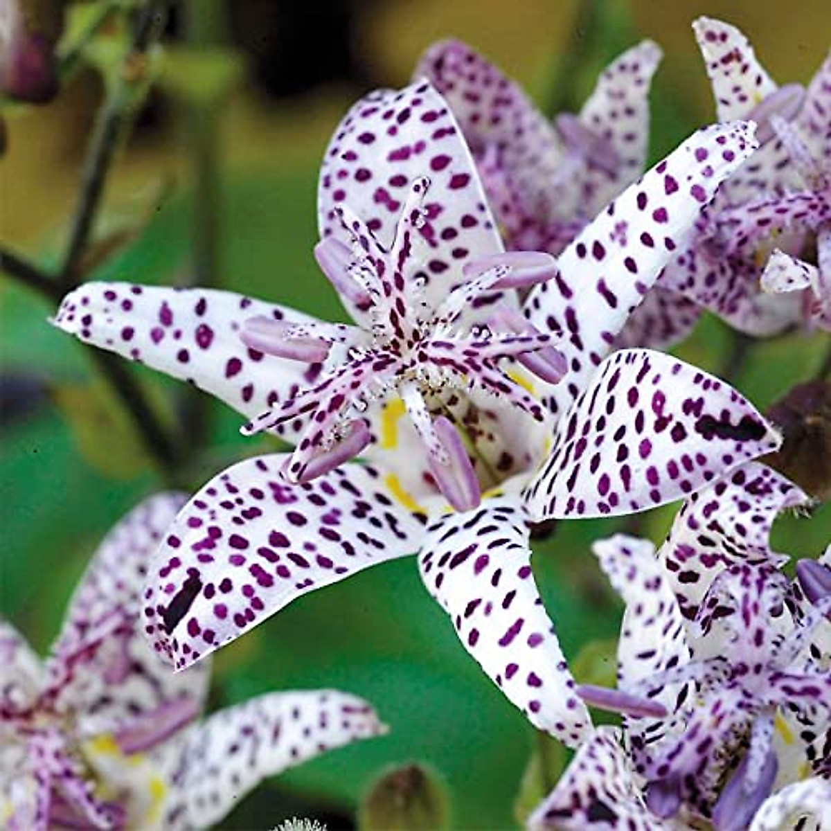QAUZUY GARDEN Japanese Toad Lily 20 Seeds/Seed -Tricyrtis Shade Perennial Deer Resistant Eye-catching Flower for Home Bonsai Garden Decor Easy to Grow