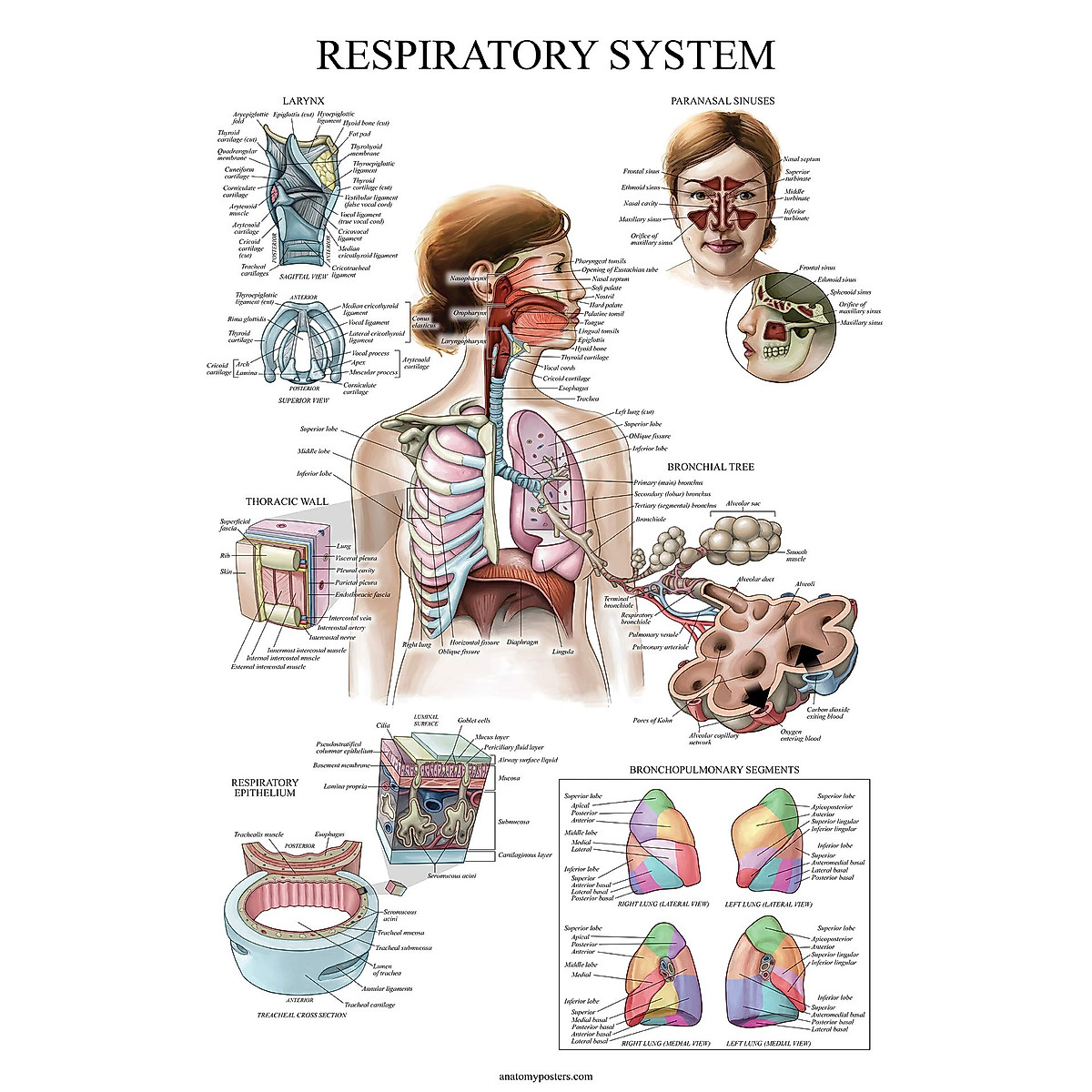 Palace Learning 3 Pack - Muscle + Skeleton + Respiratory System Anatomy Poster Set - Muscular and Skeletal System Anatomical Charts - Laminated - 18" x 27"