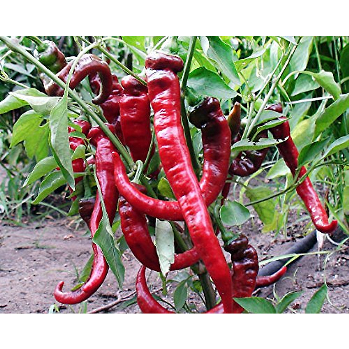 30+ Italian Jimmy Nardello's Sweet 12" Long Pepper Seeds, Heirloom Non-GMO, Prolific, Juicy, Delicious! from USA