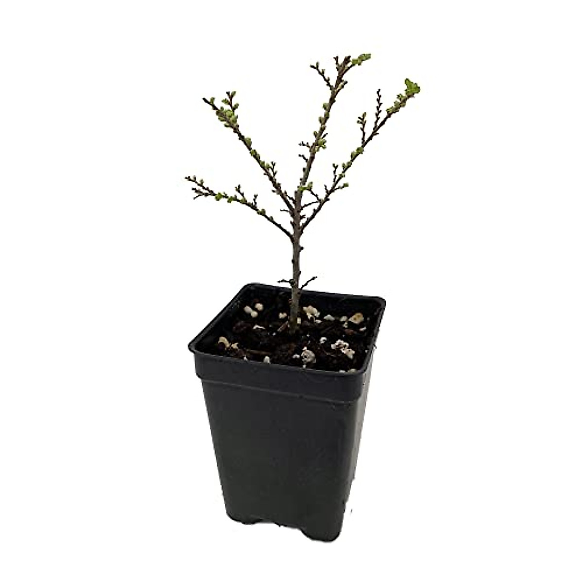 Seiju Dwarf Chinese Elm - Ulmus parvifolia - 2.5" Pot - Fairy Garden/Bonsai