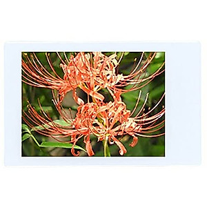 Fujifilm Instax Mini Instant Film (3 Twin Packs, 60 Total Pictures) for Instax Cameras