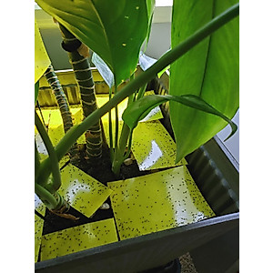 Faicuk Yellow Dual-Sided Sticky Fly Traps for Plant Insect Like Aphids, Fungus Gnats, Leaf Miners and White Flies (30 Pack)