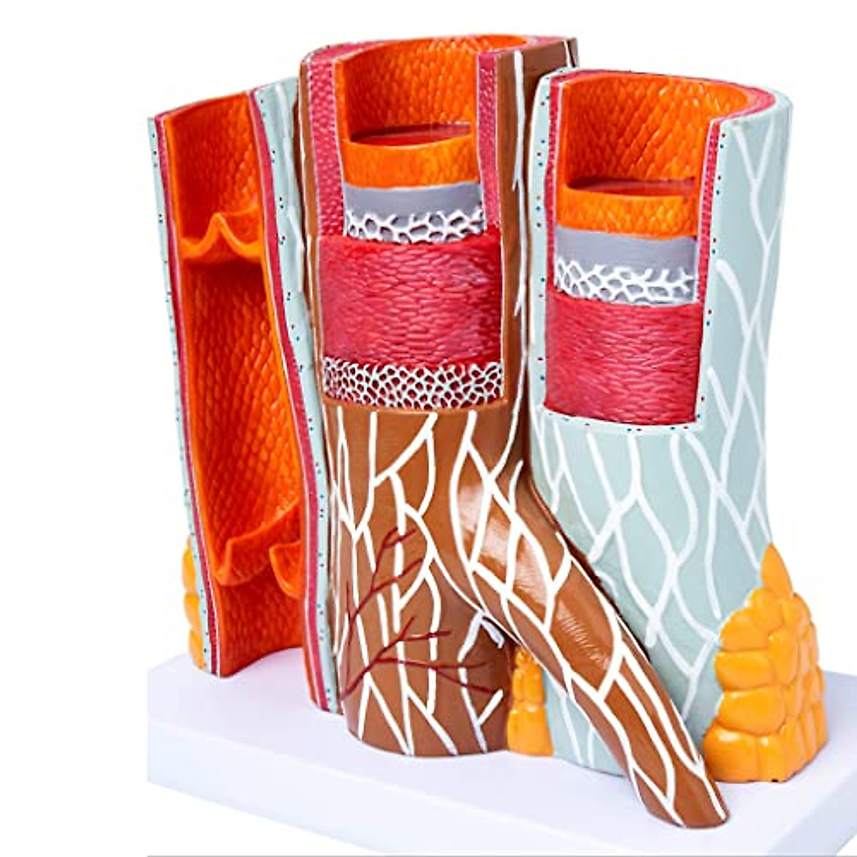 Removerable Teaching Model Human Blood Vessels Model 14 X Enlarged Anatomy Model Arteriovenous Cardiovascular Model Medical Teaching Anatomy