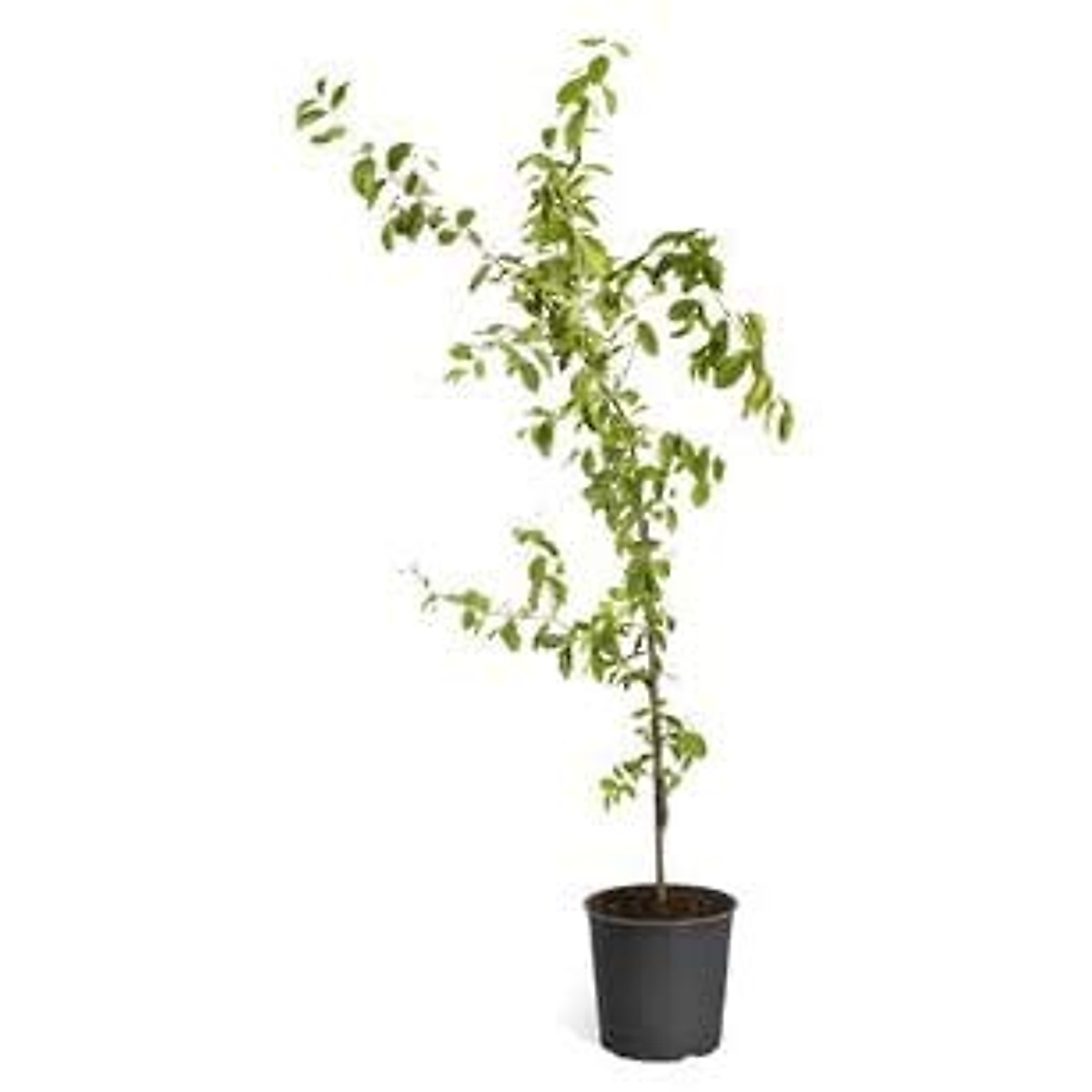 Brighter Blooms Barbados Cherry Tree, 3 Gallon