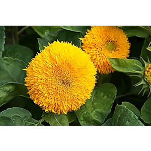 Teddy Bear Sunflower Seeds | 100+ Seeds | Exotic Garden Flower | Sunflower Seeds for Planting | Great for Hummingbirds and Butterflies | Made in USA