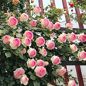 VAACNEE 100pcs Pink Climbing Rose Vine Seeds - Amazing Growth and Beautiful Roses