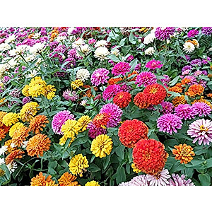 Dahlia Flowered Zinnia Mix Flower Seeds for Planting, 500+ Heirloom Flower Seeds Per Packet, (Isla's Garden Seeds), Non GMO Seeds, Scientific Name: Zinnia elegans, Great Home Garden Gift