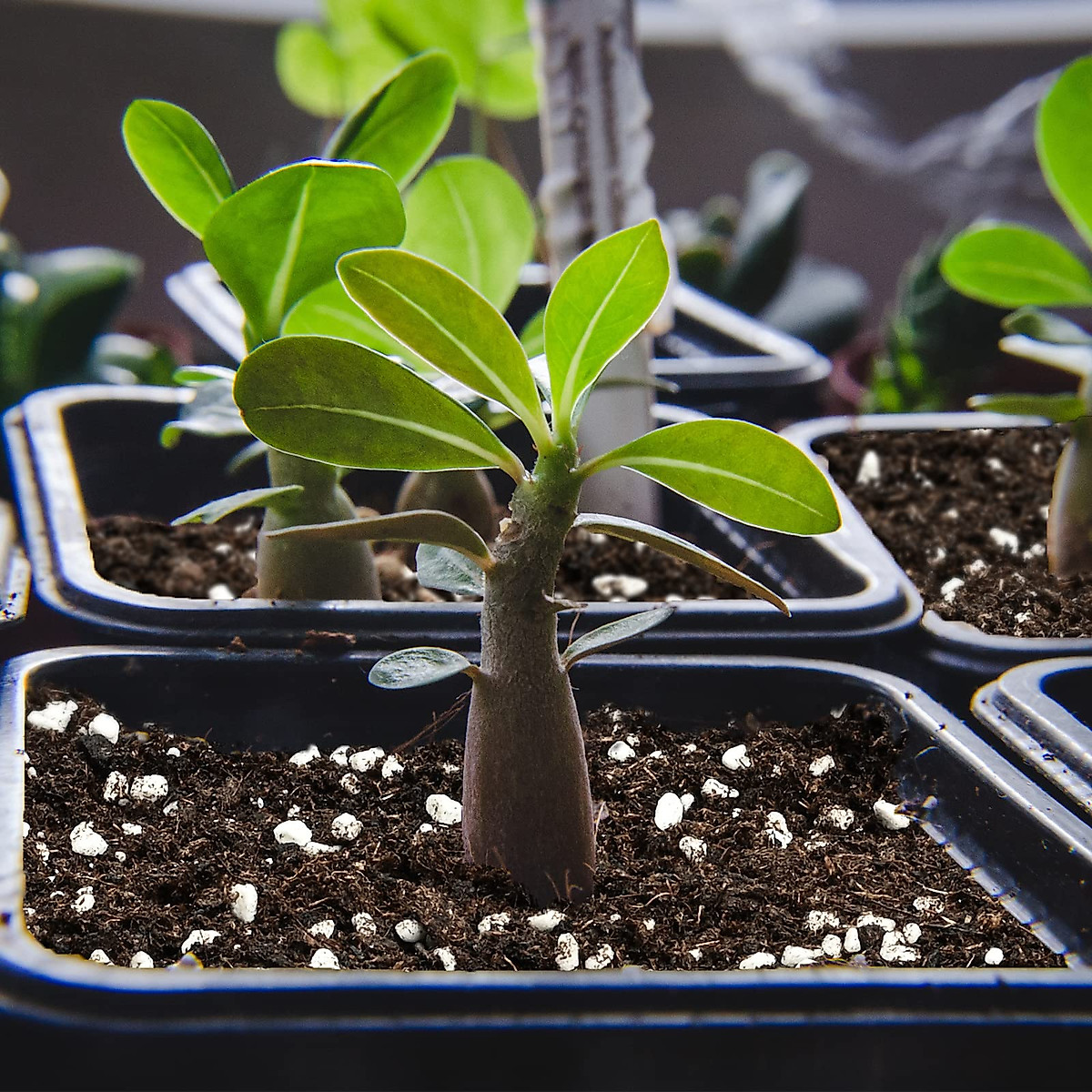 Sprout N Green Organic Potting Mix for Succulents Cactus, 2 Quarts Indoor Plants Soil, for Bonsai, Flowers, Vegetables, Herbs, Orchid, Premixed House Garden Grow Soil Blend Special Formulated