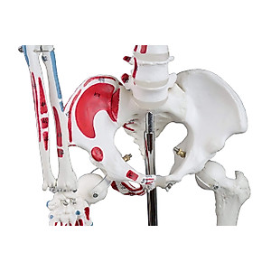 Parco Scientific PB00014 Human Skeleton with Muscles Colored and Labeled, Half Size 33" (84cm) | Wired for Natural Movement | Labelled Diagram Included
