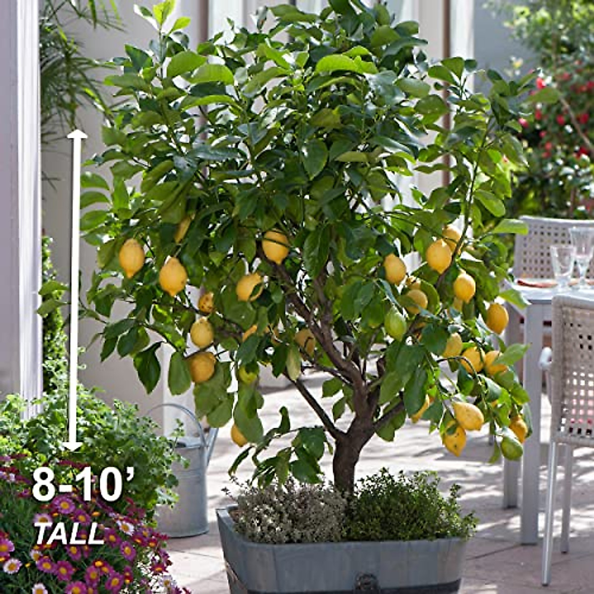 Garden State Bulb Meyer Lemon Tree, Citrus Live Plant (1 Gallon Growers Pot) Cannot Ship FL, AZ, CA, TX, LA