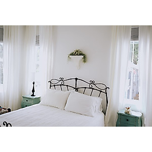 Stunning Flat Bottom Globe Terrarium Kit with Small Assorted Air Plants, Beige Stones and Moss Plant terrarium - Live Tillandsia Air Plants Holder–Glass Terrariums for plants and Succulents