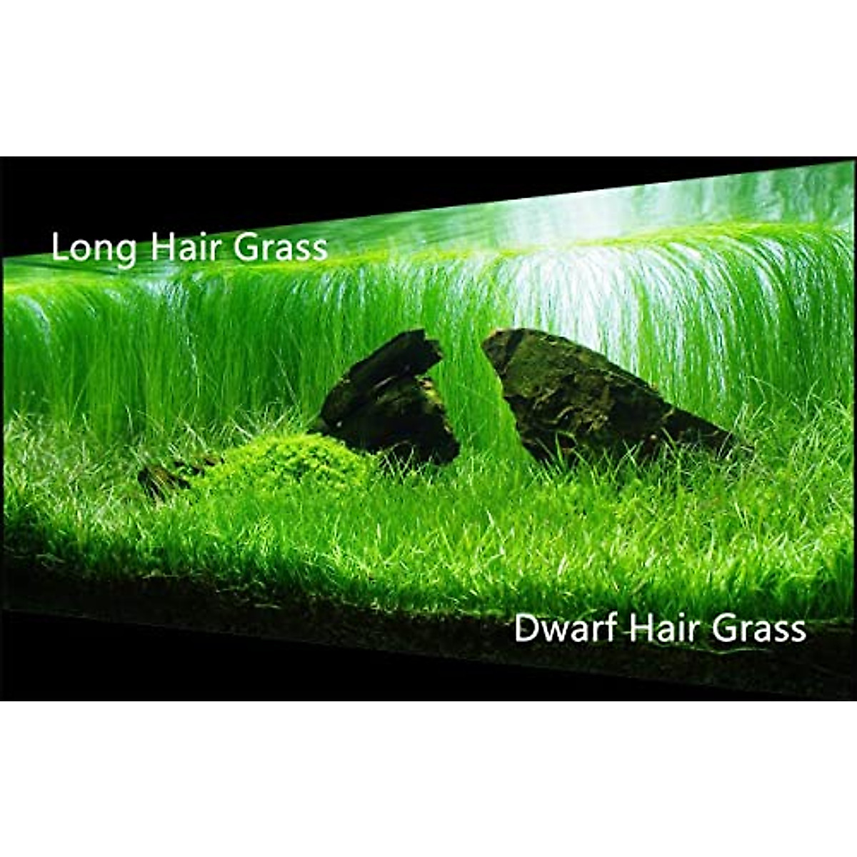 3 Fresh Water Live Plant Seeeds for Aquarium and Fish Tank, 3 Different Aquatic Plant Decor Water Grass Dwarf Mini Tiny Leaves Hair Grass Seeed (0.36ozTiny+0.36oz Long+0.36oz Short) qwe