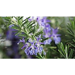 Rosemary Seeds for Planting, 100+ Heirloom Seeds Per Packet, (Isla's Garden Seeds), Non GMO Seeds, Fragrant Herb, Botanical Name: Salvia rosmarinus, Great Home Garden Gift